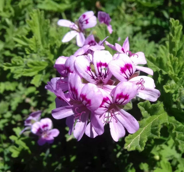 GERANIUM ANGINKA - sadnice u teglicama - KAMENIK