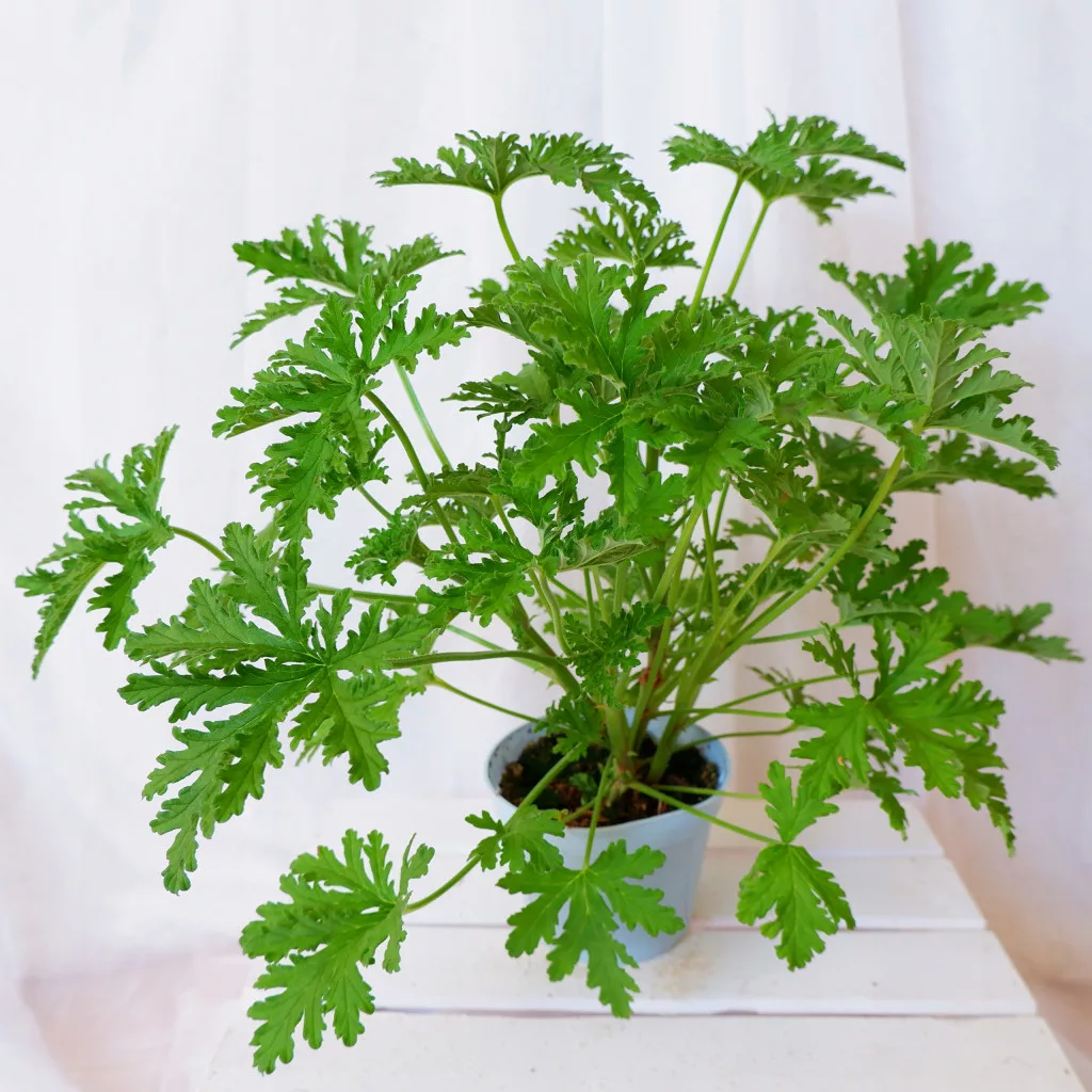 GERANIUM ANGINKA LJEKOVITA BILJKA 13 cm - WWW.KAMENIK.HR